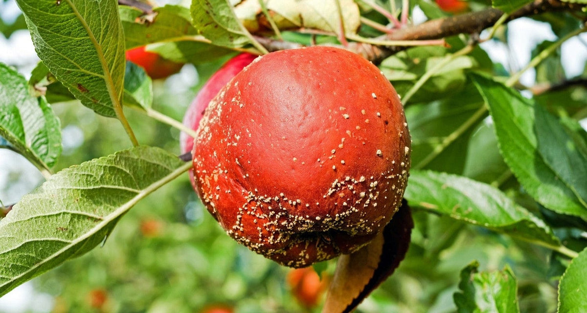Apple Tree Diseases: Signs, Prevention and Cure – Roots Plants