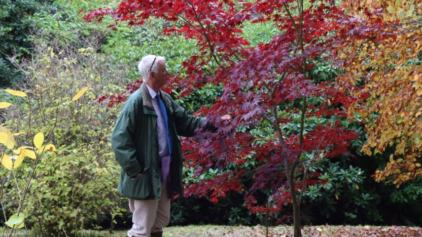 'Flagpole' Cherry Blossom Tree | Prunus Amanogawa – Roots Plants