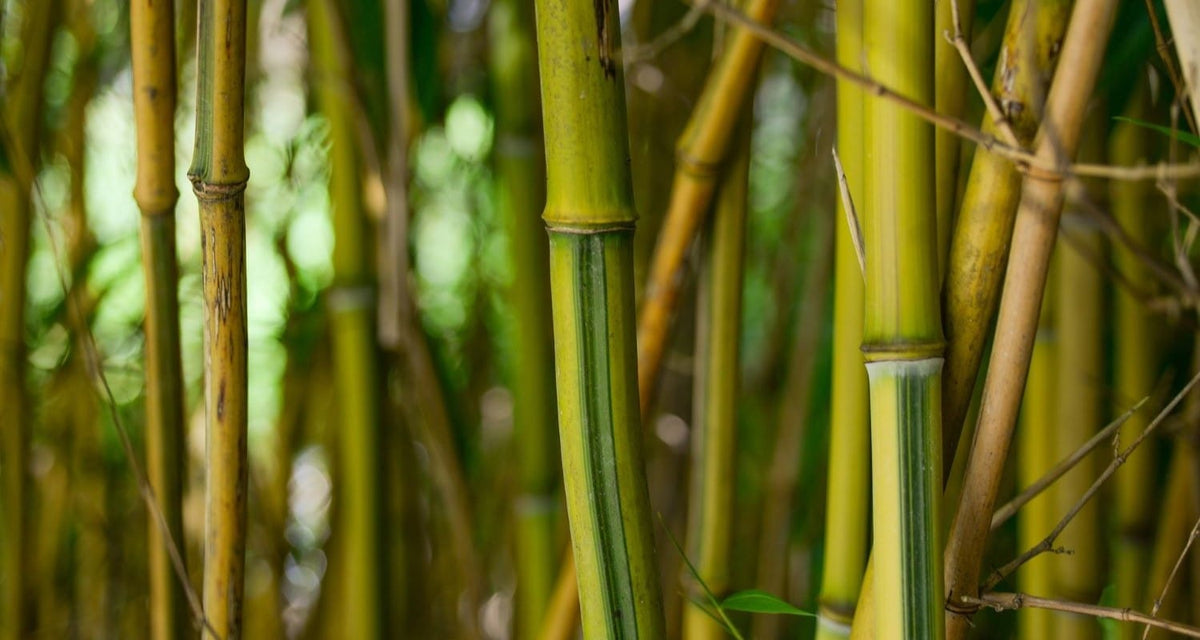 Bamboo Care Guide: Planting, Pruning and Problem Solving – Roots Plants