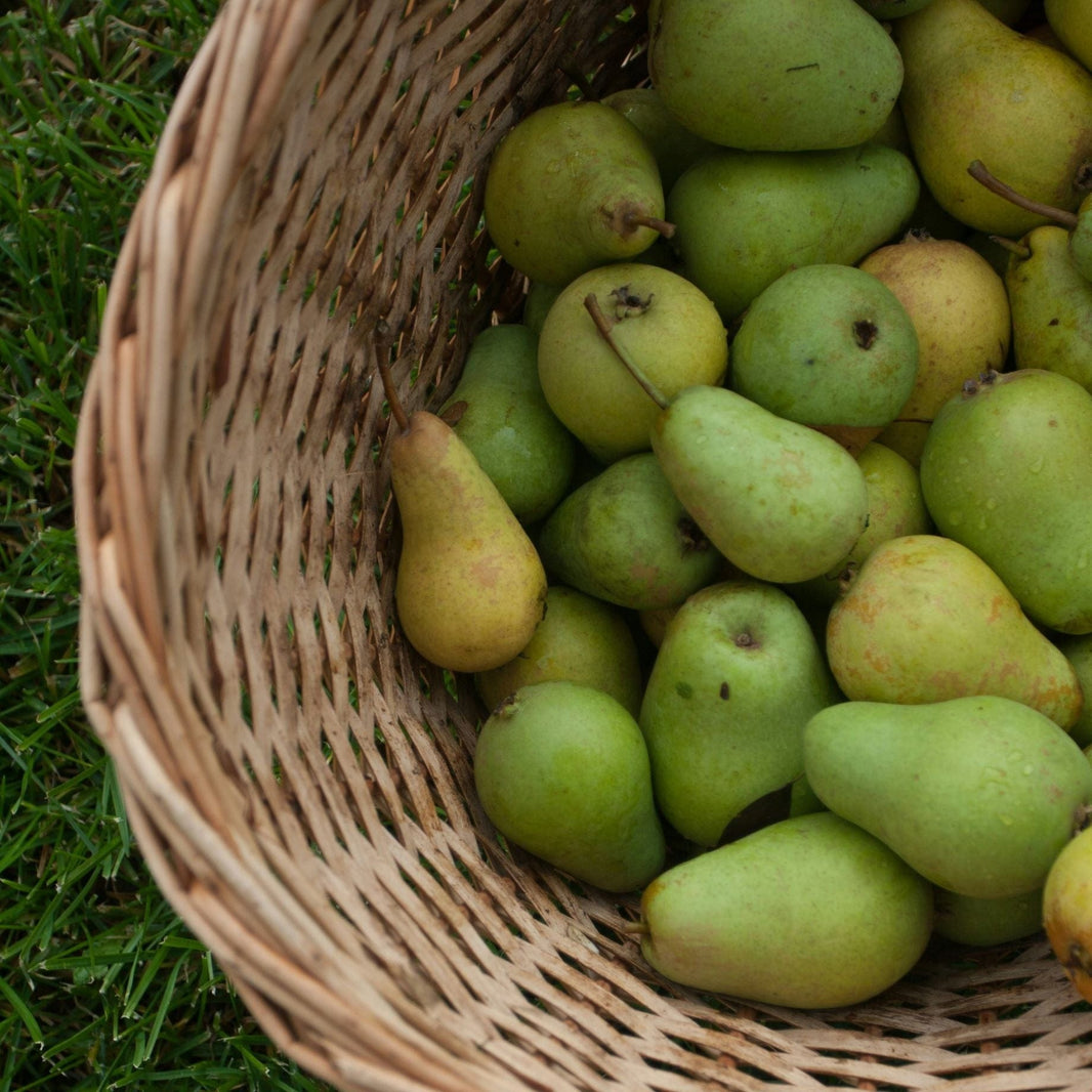 How to Ripen Pears and Store Them for Winter – Roots Plants