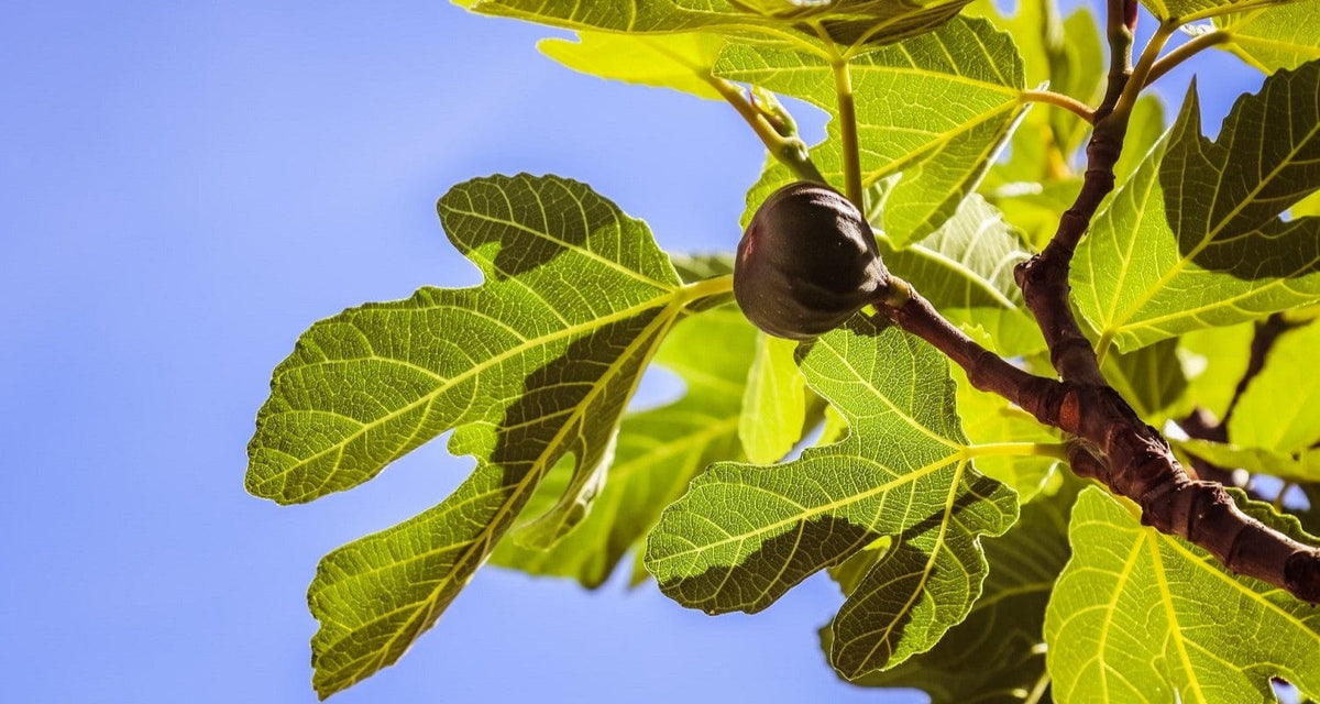 What’s the Best Fig Tree for UK Gardens? – Roots Plants