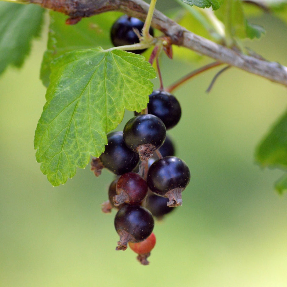 Pruning Blackcurrants, Redcurrants and Whitecurrants: A Complete Guide ...