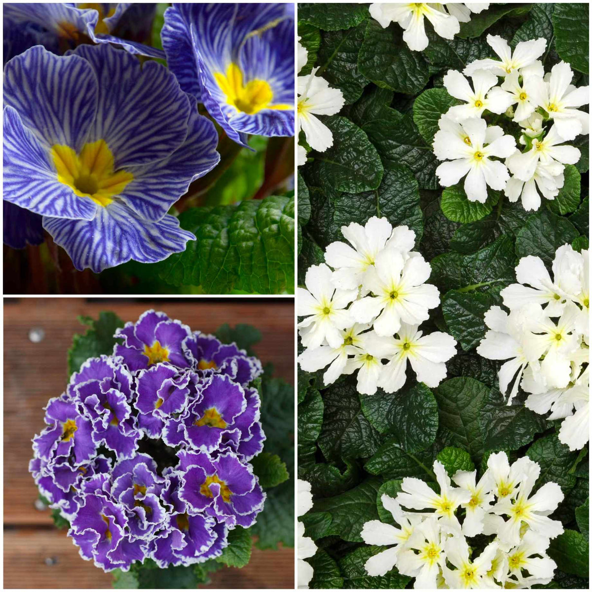 Blue & Purple Primrose Collection – Roots Plants