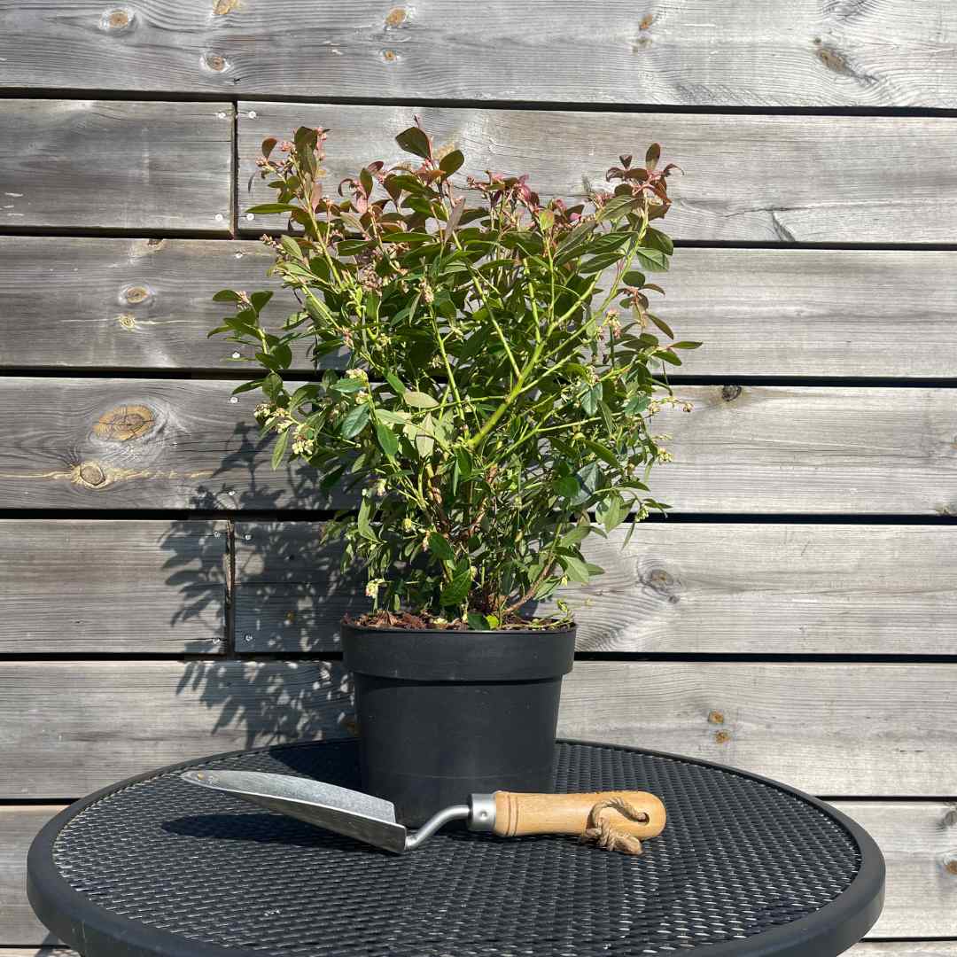 'Bluecrop' Blueberry Bush – Roots Plants