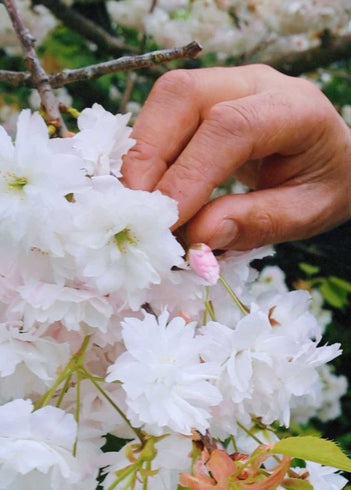 'Blushing Bride' Cherry Blossom Tree | Prunus 'Shogetsu' – Roots Plants