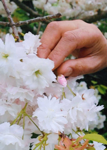 'Blushing Bride' Cherry Blossom Tree | Prunus 'Shogetsu' – Roots Plants