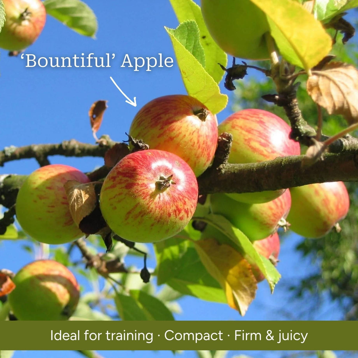 Cross Pollinating Apple Trees | Perfect Partners – Roots Plants