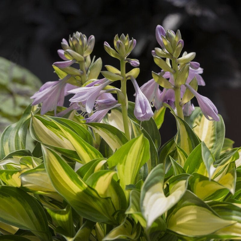 Hosta 'Lakeside Little Tuft' – Roots Plants