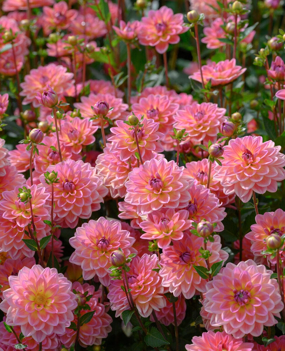 Dahlia 'Pacific View' - Roots Plants