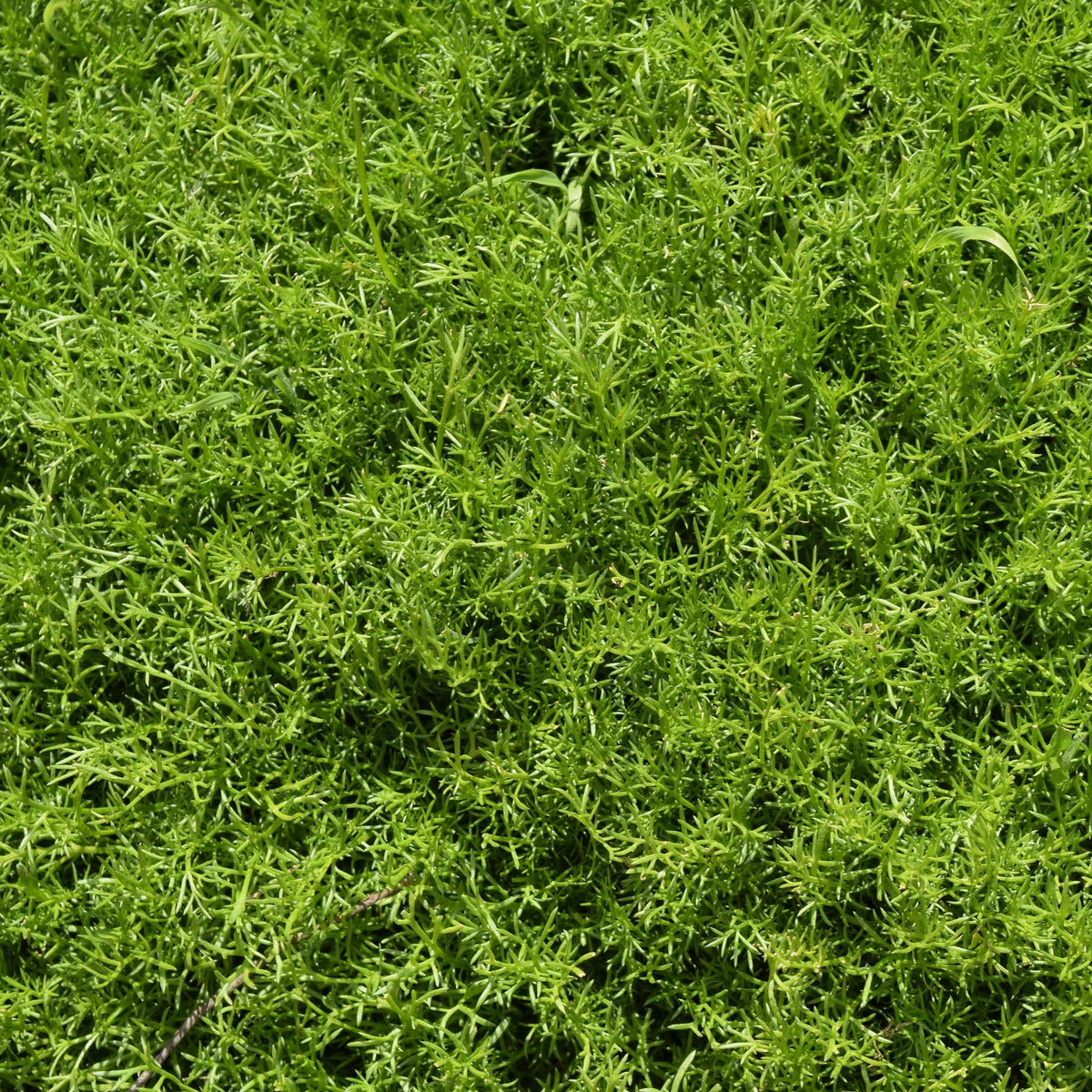 'Treneague' Lawn Chamomile Plant – Roots Plants