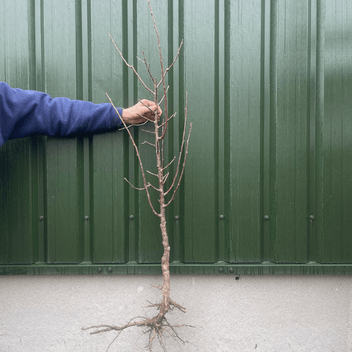 Single Stem Tibetan Cherry Tree | Prunus Serrula – Roots Plants