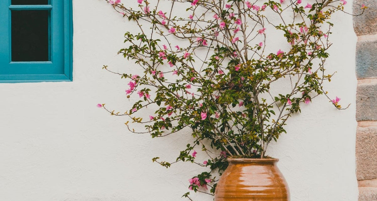 Climbing Plants for Pots: Your Questions Answered | Roots Plants