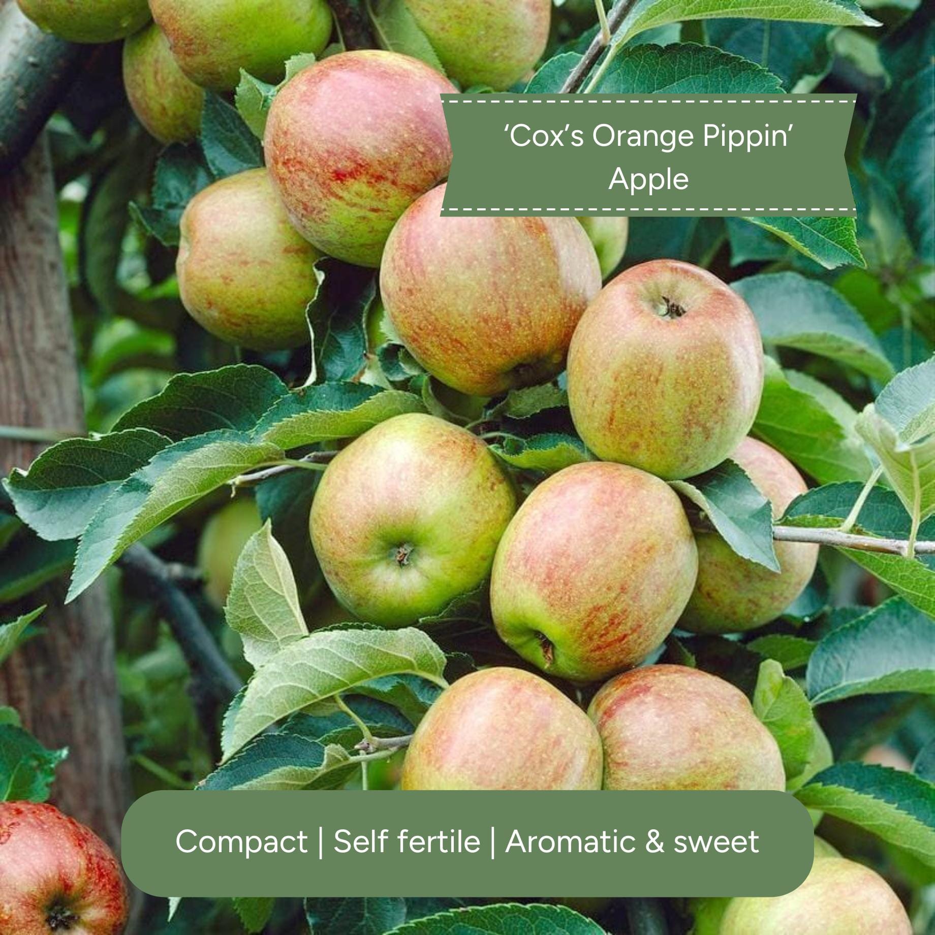 Espalier Apple Tree – Roots Plants