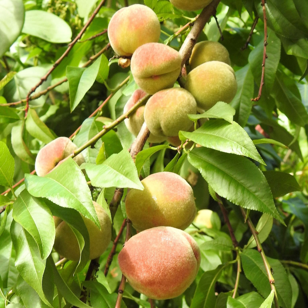 How to Grow Peaches in the UK – Roots Plants