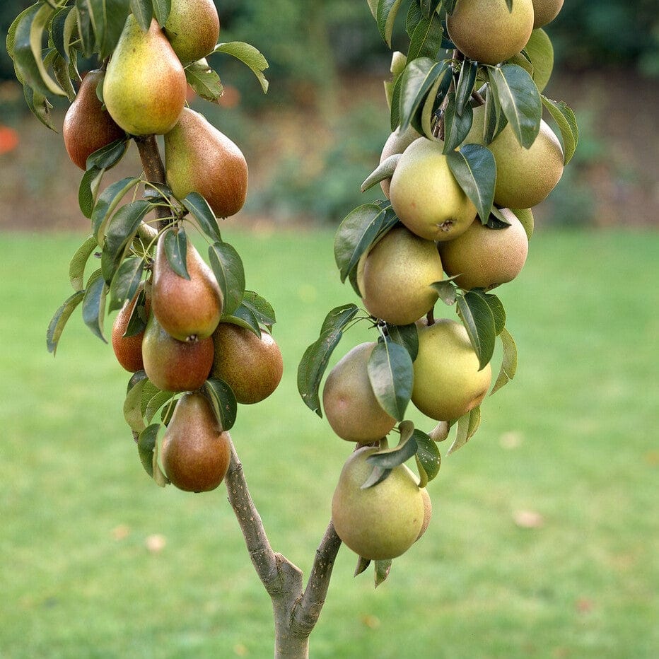 Duo Pear Tree | 'Conference' & 'Williams' Bon Chrétien' – Roots Plants