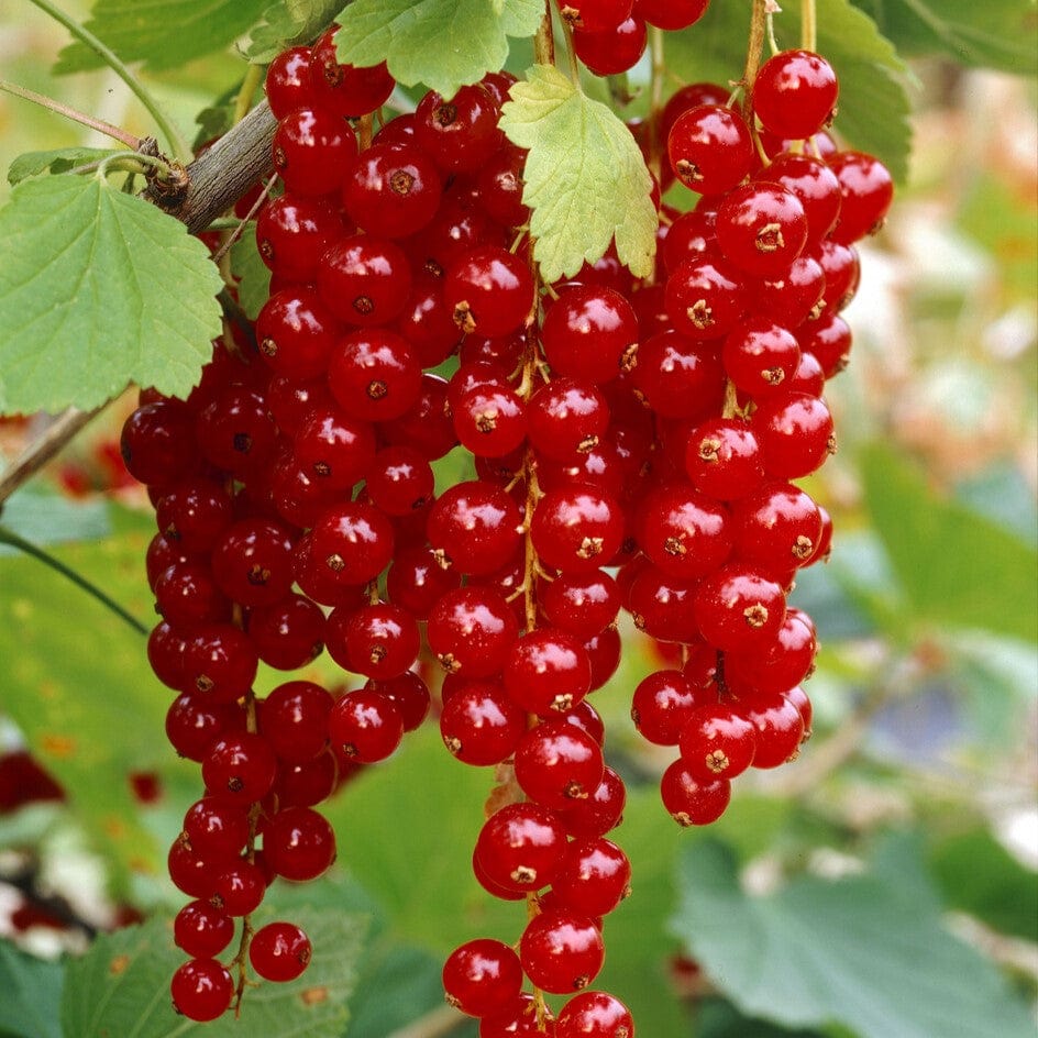 'Rovada' Redcurrant Bush – Roots Plants