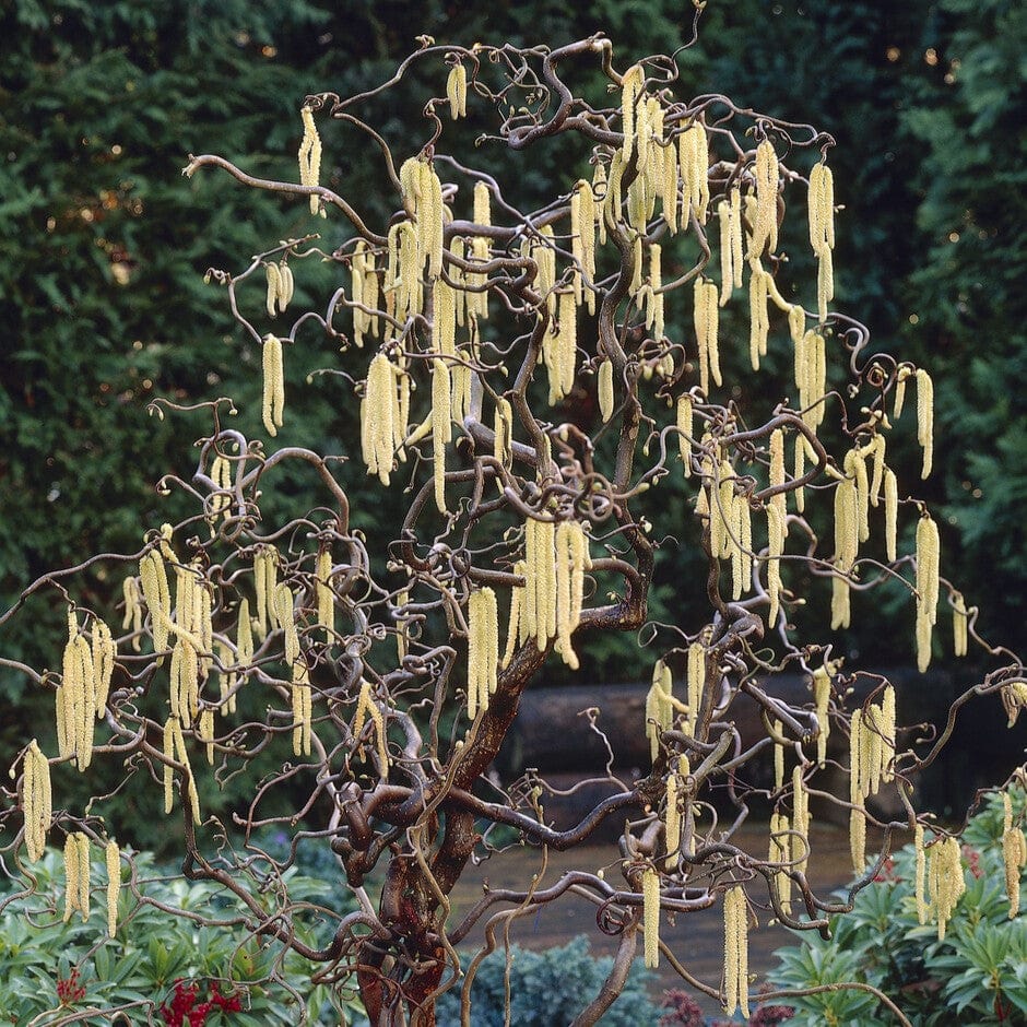Corkscrew Hazel | Corylus avellana 'Contorta' – Roots Plants