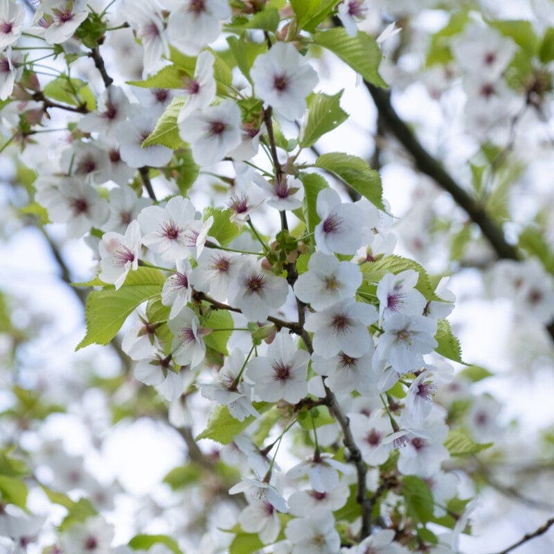 'Umineko' Japanese Cherry Blossom Tree – Roots Plants