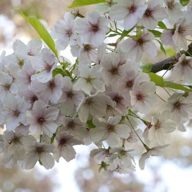 'Umineko' Japanese Cherry Blossom Tree – Roots Plants