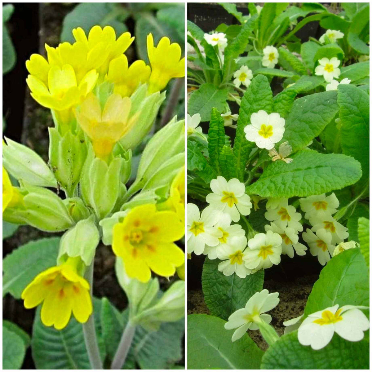 English Primroses Collection – Roots Plants