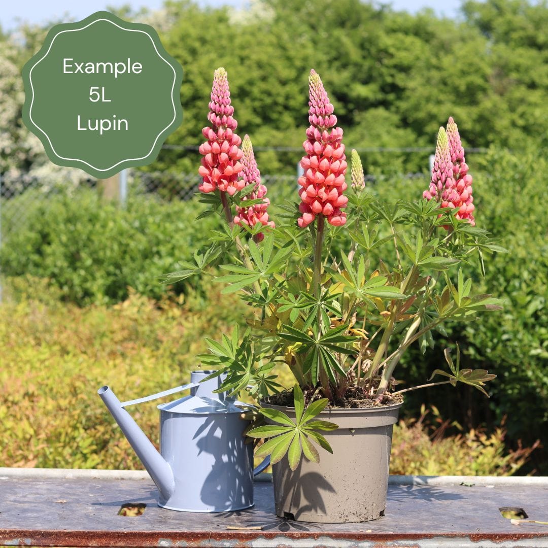 Lupin West Country 'Gladiator' – Roots Plants
