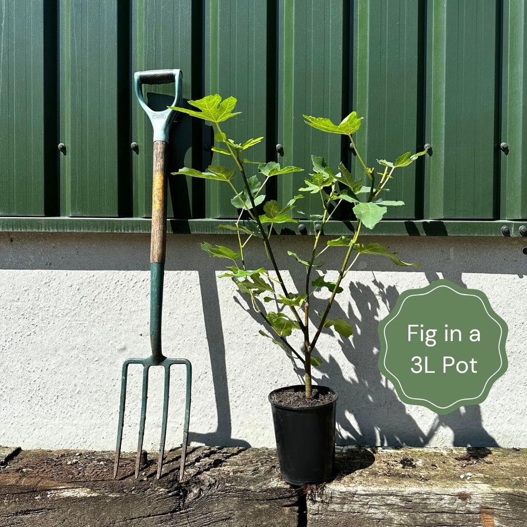 'Little Miss Figgy' Patio Fig Tree - Roots Plants