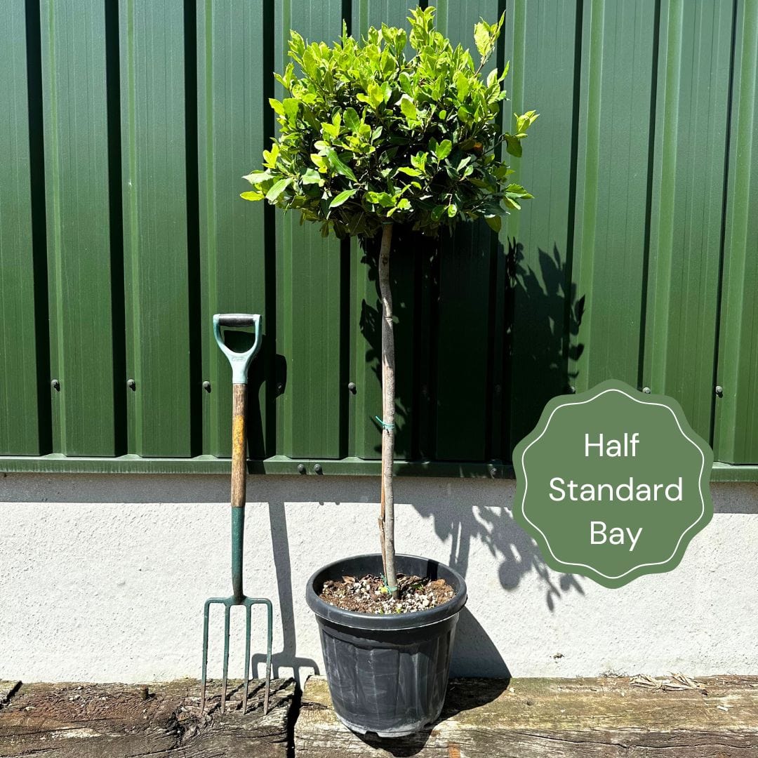 Bay Laurel Tree | Laurus Nobilis – Roots Plants