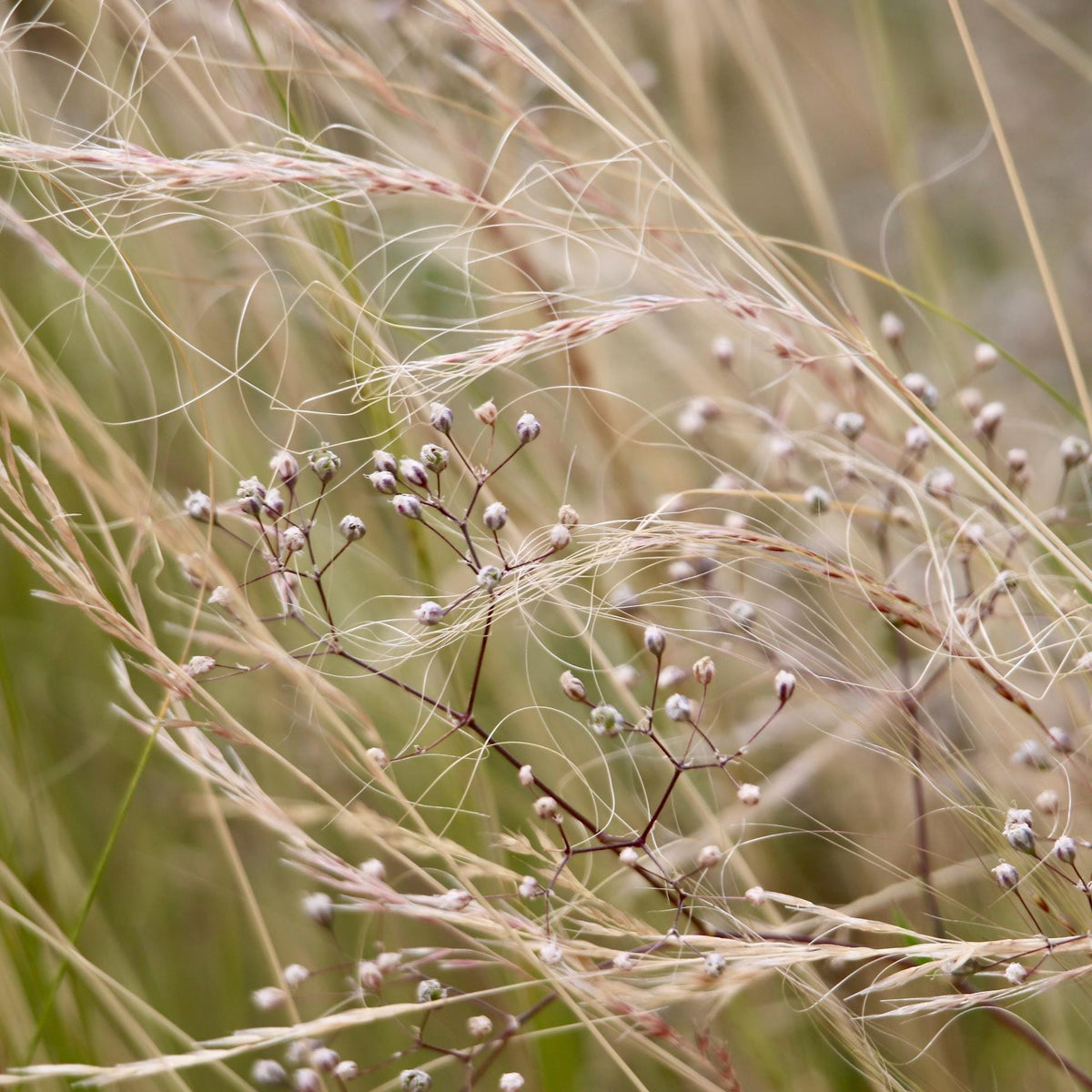 Mexican Feather Grass | Stipa tenuissima - Roots Plants