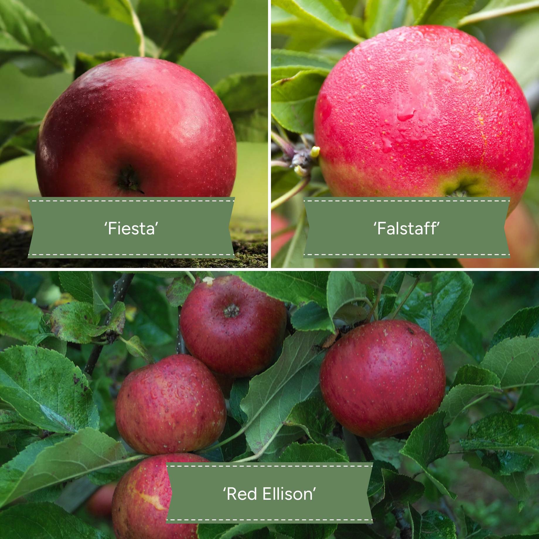 Family Apple Tree – Roots Plants