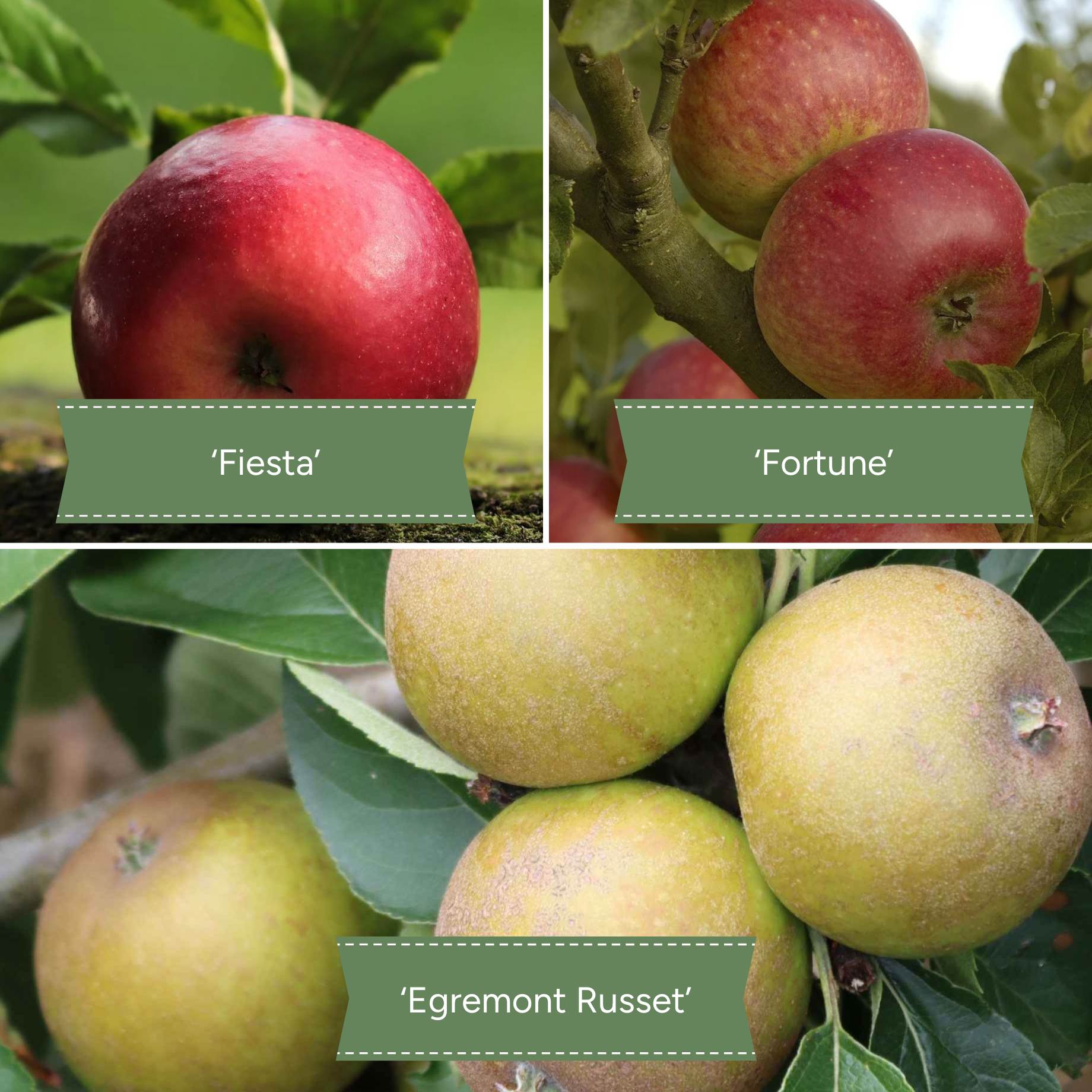 Family Apple Tree – Roots Plants