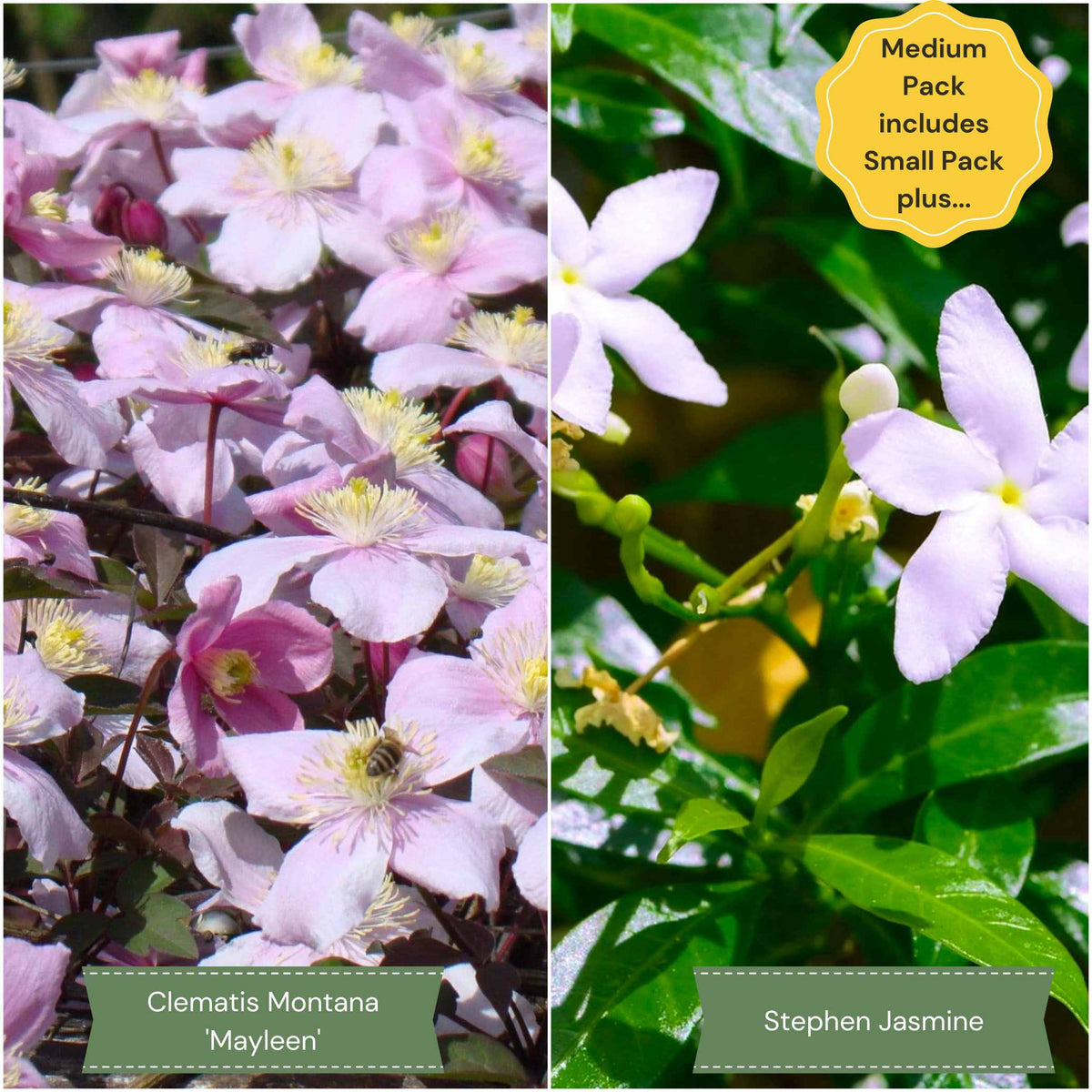 Ultimate Fragrant Climbing Plants Collection - Roots Plants