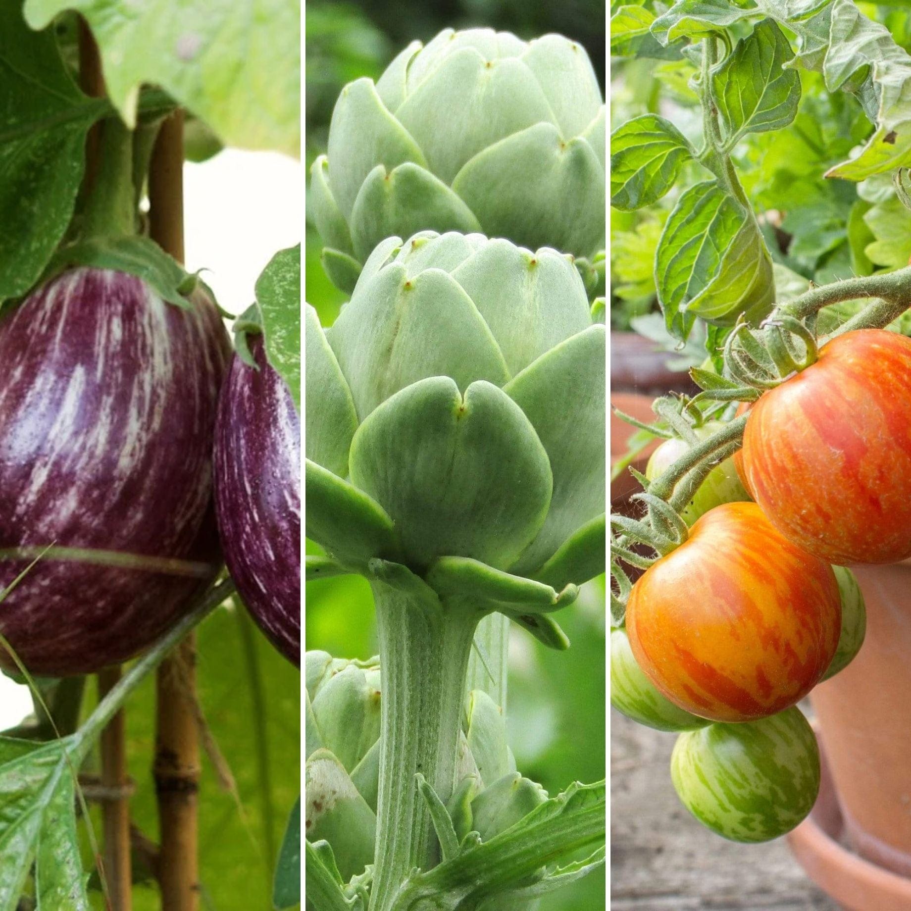 Gourmet Vegetables Collection – Roots Plants