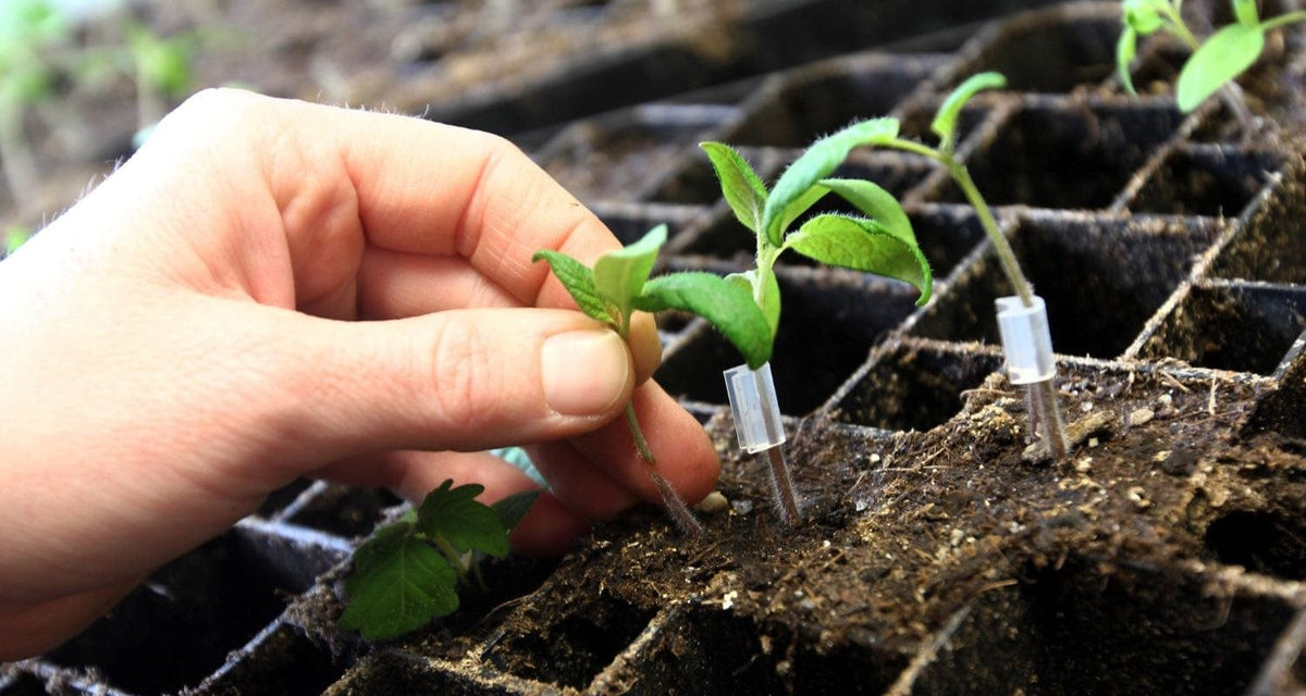 Grafted Vegetable Plants: Are They Worth It? – Roots Plants