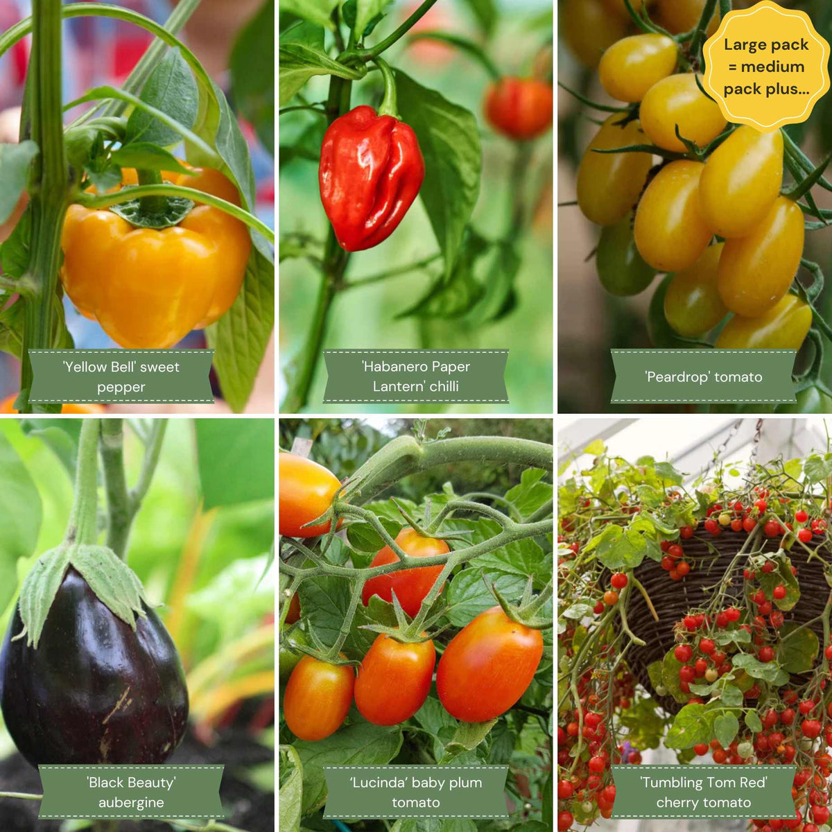 Greenhouse Grower’s Vegetable Collection – Roots Plants