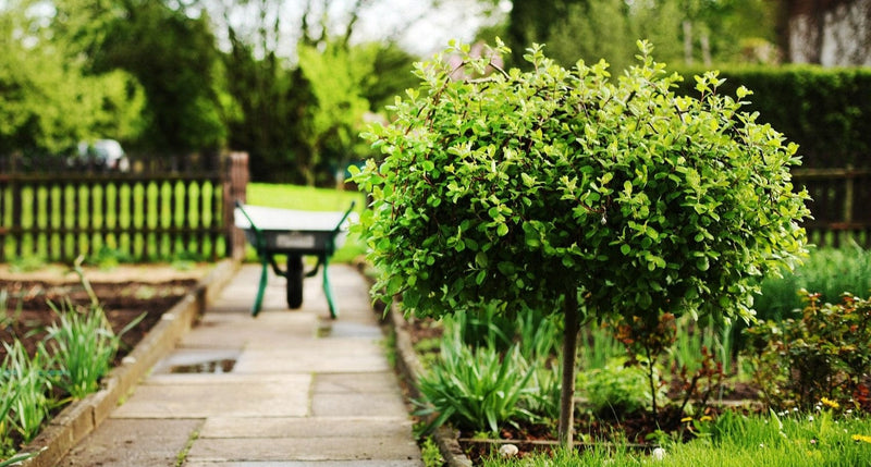The 7 Best Trees For Small Gardens – Roots Plants