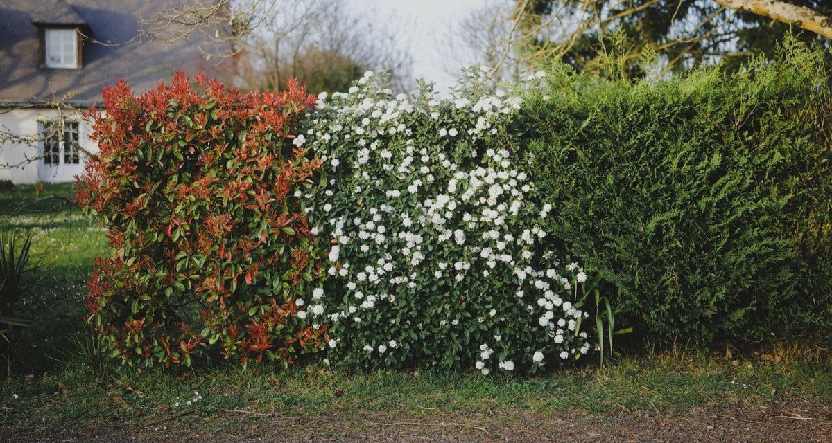 How to Plant a Hedge – Roots Plants