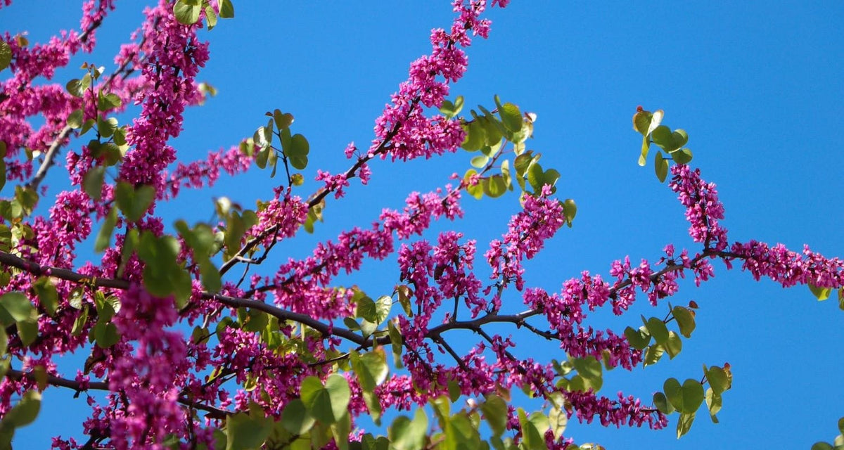 How the Judas Tree Got Its Name | Roots Plants