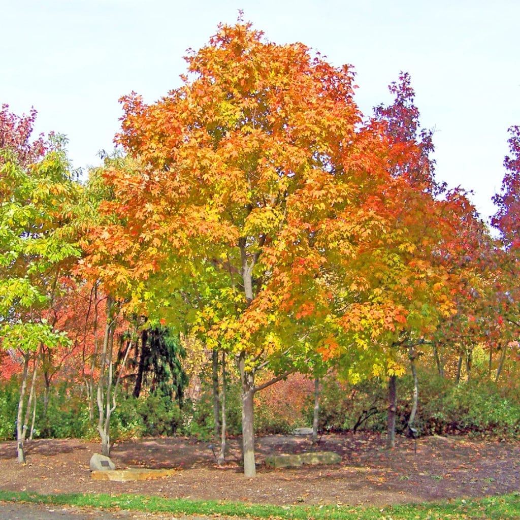 Toffee Apple Tree | Cercidiphyllum japonicum 'Katsura' – Roots Plants