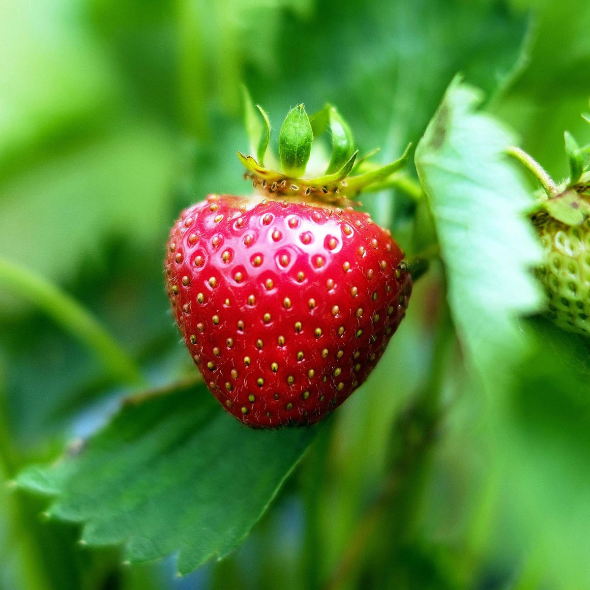 'Mara Des Bois' Strawberry Plants – Roots Plants