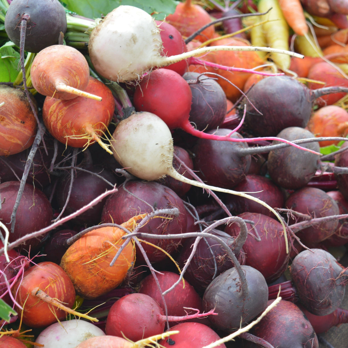 Mixed Beetroot Plants – Roots Plants