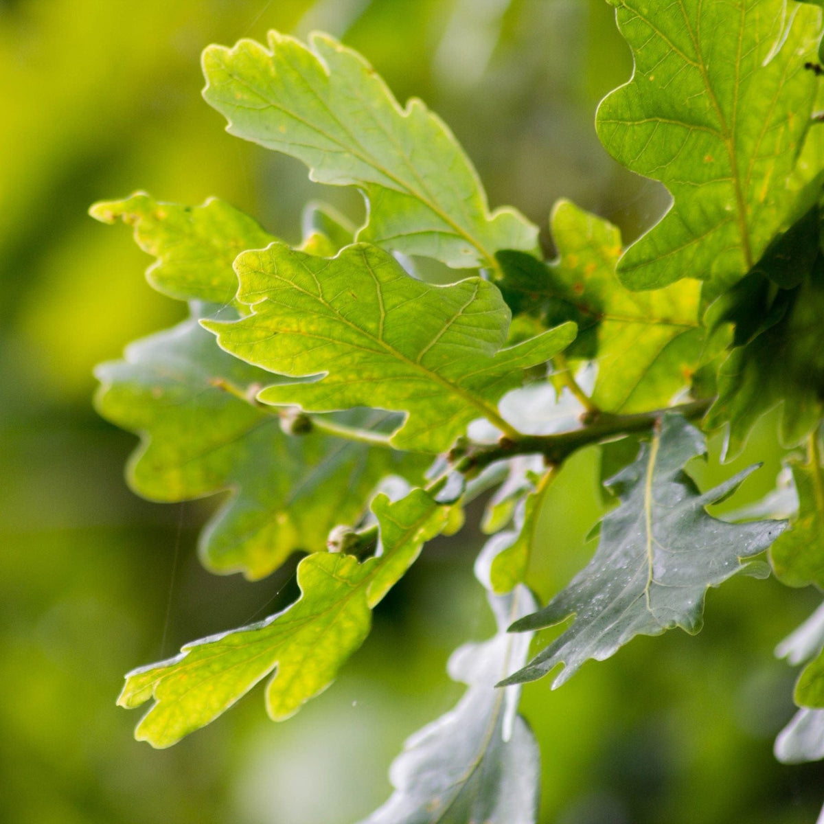 English Oak Hedging | Quercus robur – Roots Plants