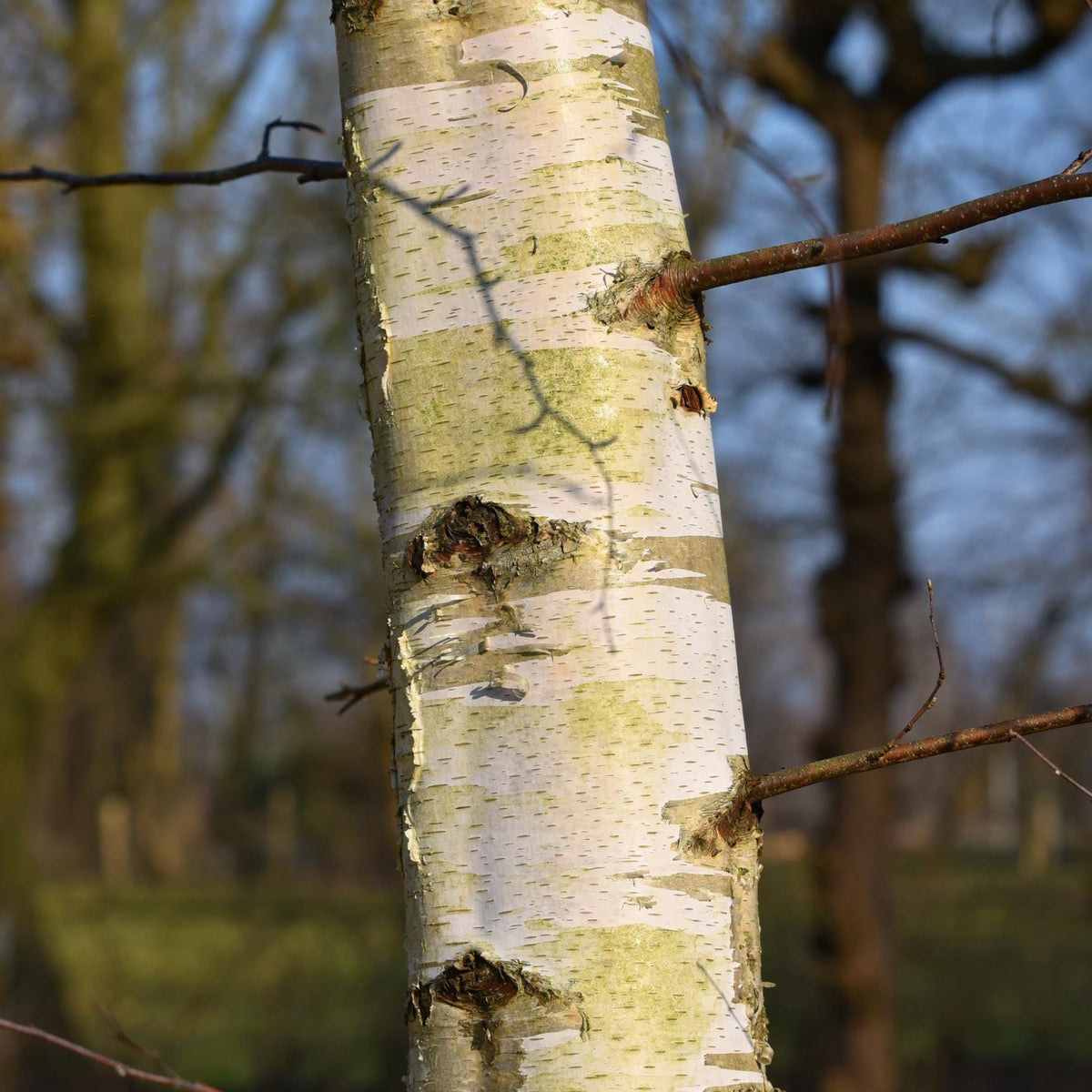 Paper Birch Tree | Betula papyrifera – Roots Plants