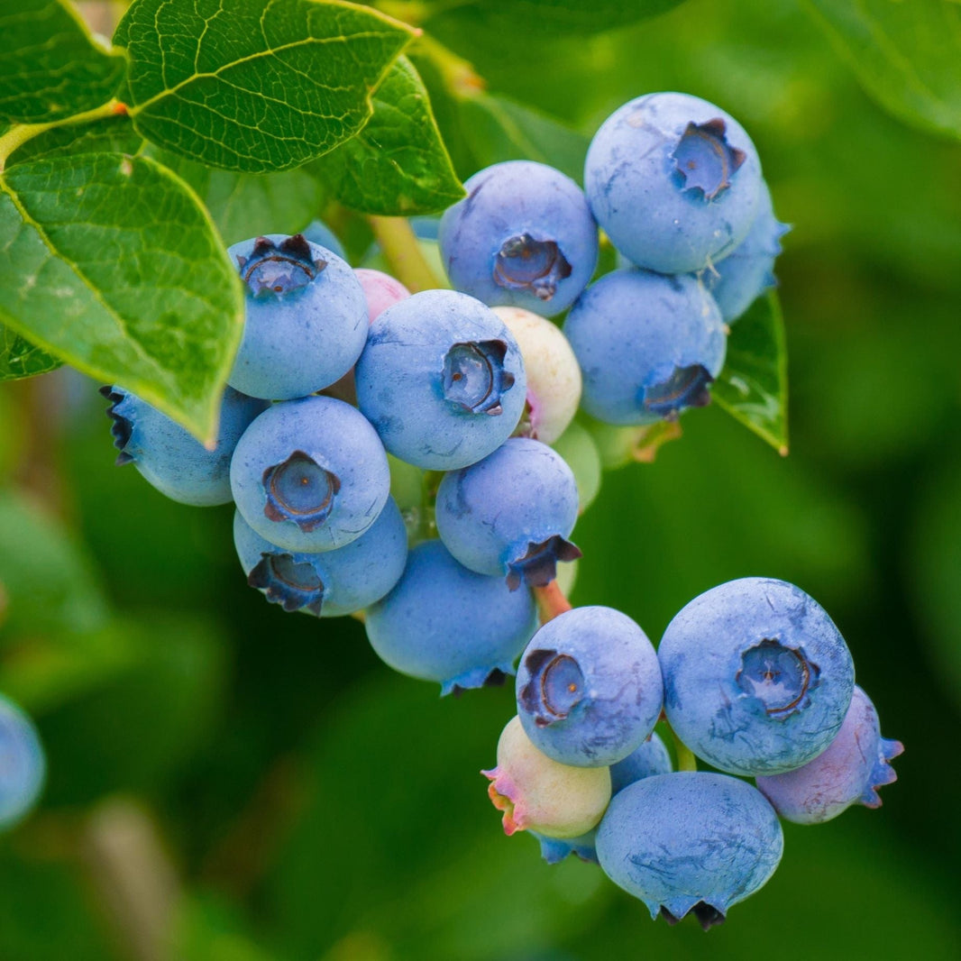 Blueberry Bushes Picked from the Best UK Growers – Roots Plants