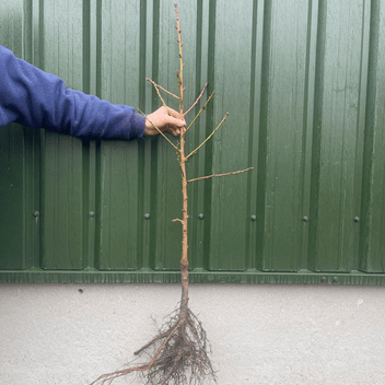 'Avalon Pride' Peach Tree – Roots Plants