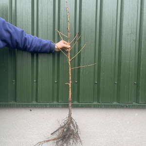 'Peregrine' Peach Tree – Roots Plants