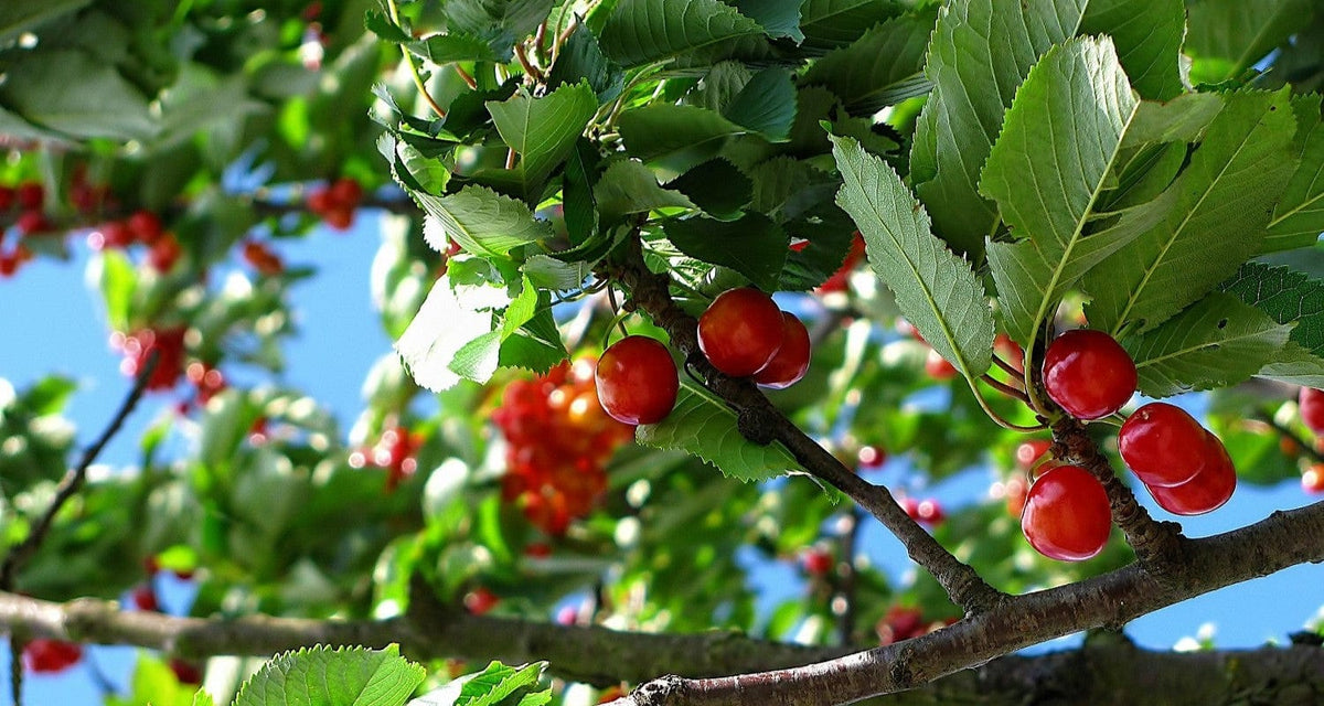 Picking the Perfect Cherry Tree: 4 Step Guide – Roots Plants