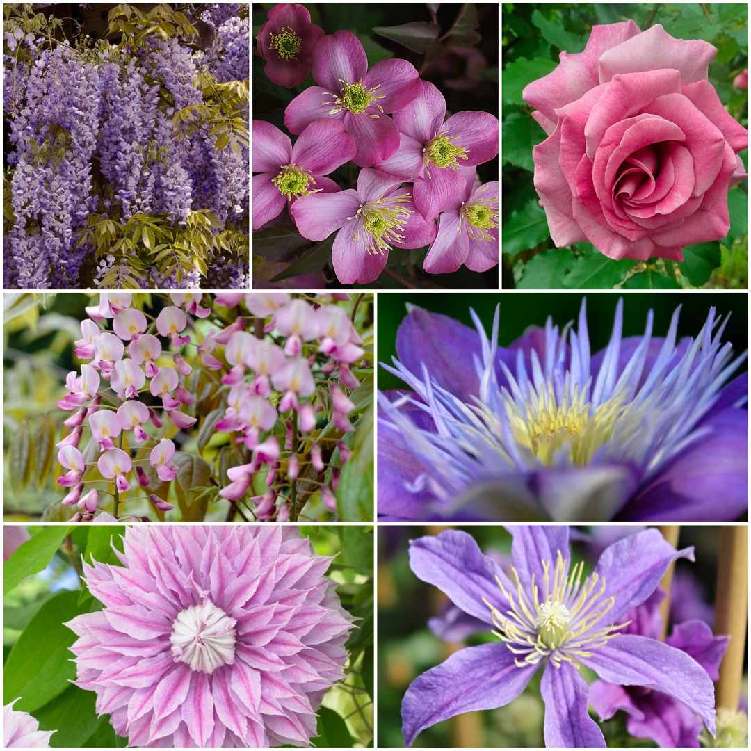 Pink & Purple Climbing Plants Collection – Roots Plants