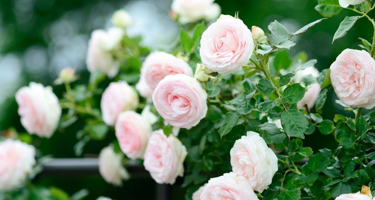 Planting Roses: The Complete Guide – Roots Plants