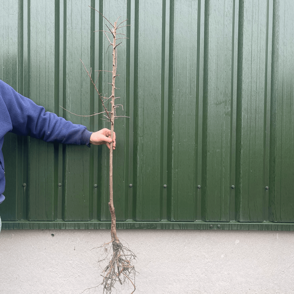 'Jubilee' Plum Tree - Roots Plants