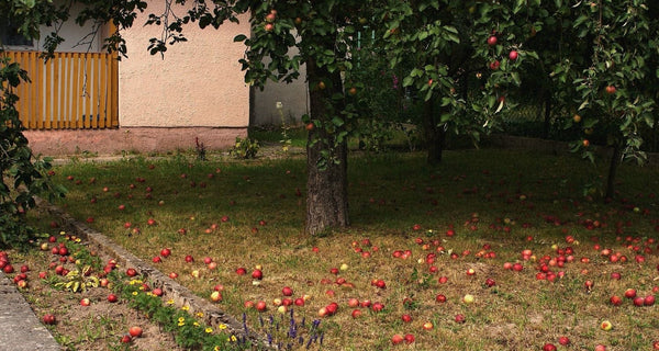 Premature Fruit Drop: Why Is Fruit Dropping Off My Tree? – Roots Plants